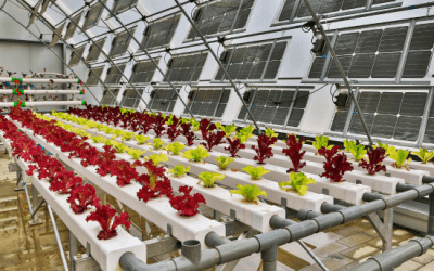 Explore the World of Agrivoltaics - Funding Regenerative Agriculture ...